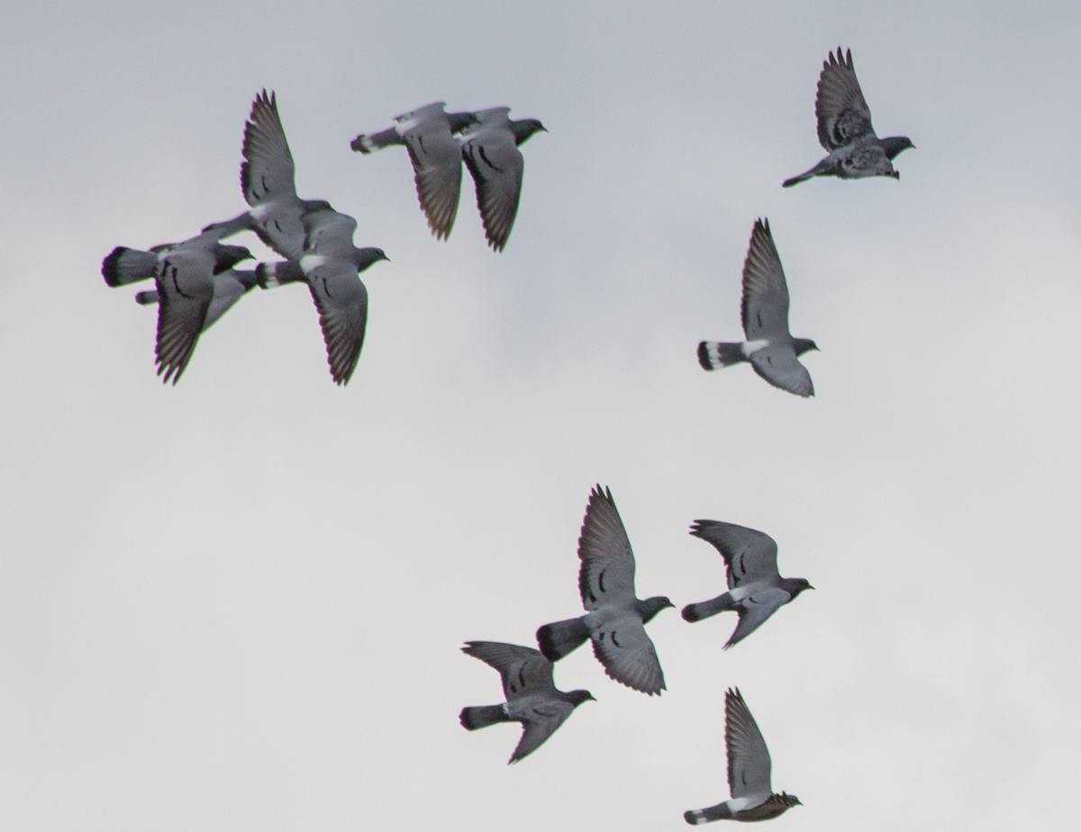 Hill Pigeon (Columba rupestris). Birds of Siberia.