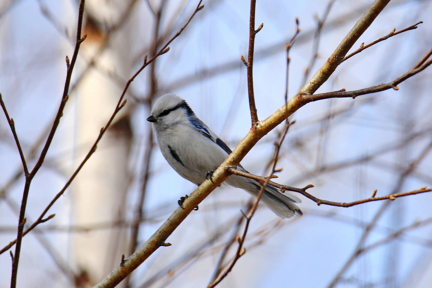 Белая лазоревка (Parus cyanus). Птицы Сибири.