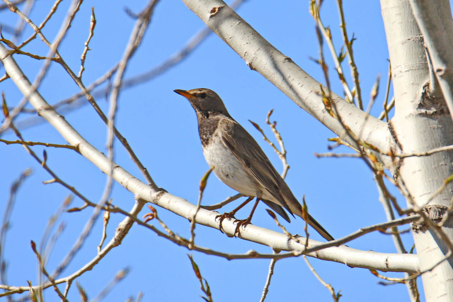 Чернозобый дрозд (Turdus atrogularis). Птицы Сибири.