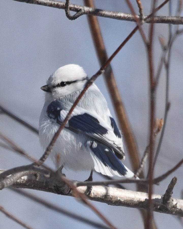 Белая лазоревка (Parus cyanus). Птицы Сибири.