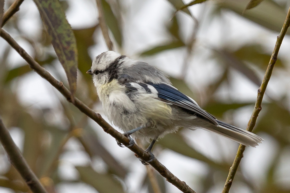 Белая лазоревка (Parus cyanus). Птицы Сибири.