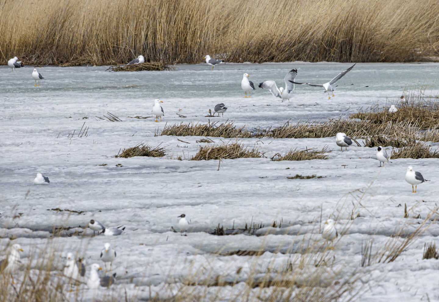 Барабинская чайка (Larus (heuglini) barabensis). Птицы Сибири.