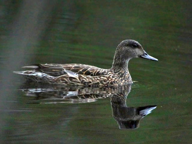 Касатка (Anas falcata). Птицы Сибири.